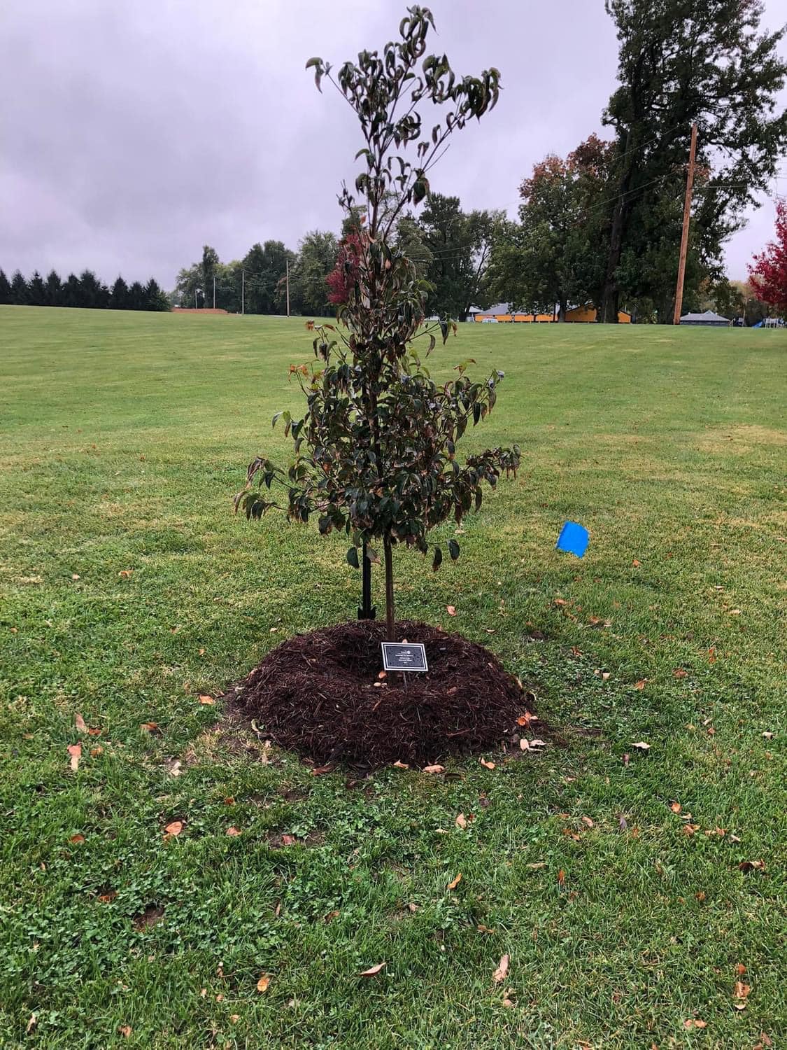 Rotary Green Starts Rotary Grove at Nichols Park – WLDS
